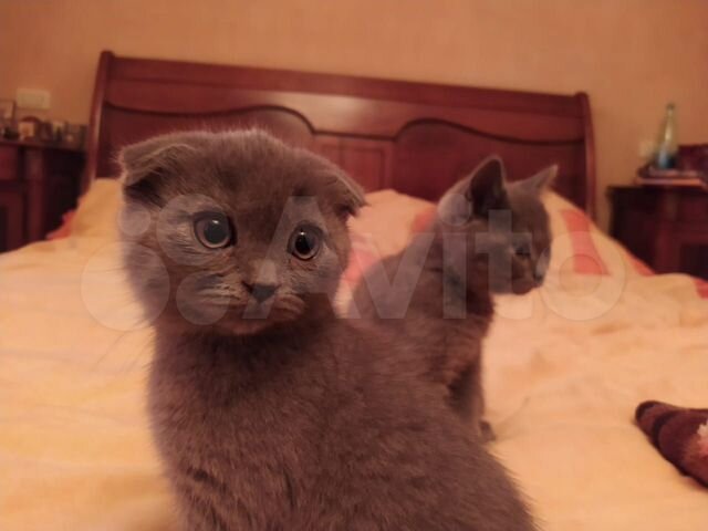 Шотландские котята