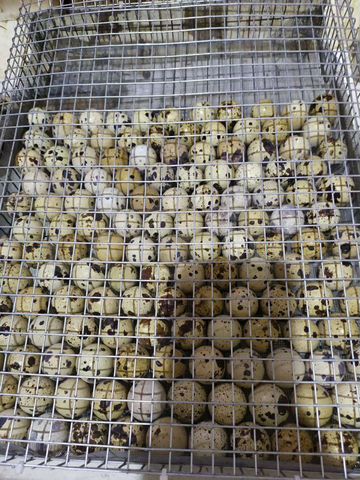 Яйцо инкубационное от перепелов бройлеров