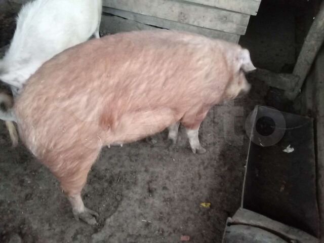 Супоросная свиноматка