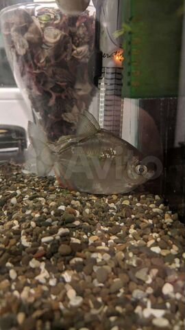 Метинис или травоядная пиранья