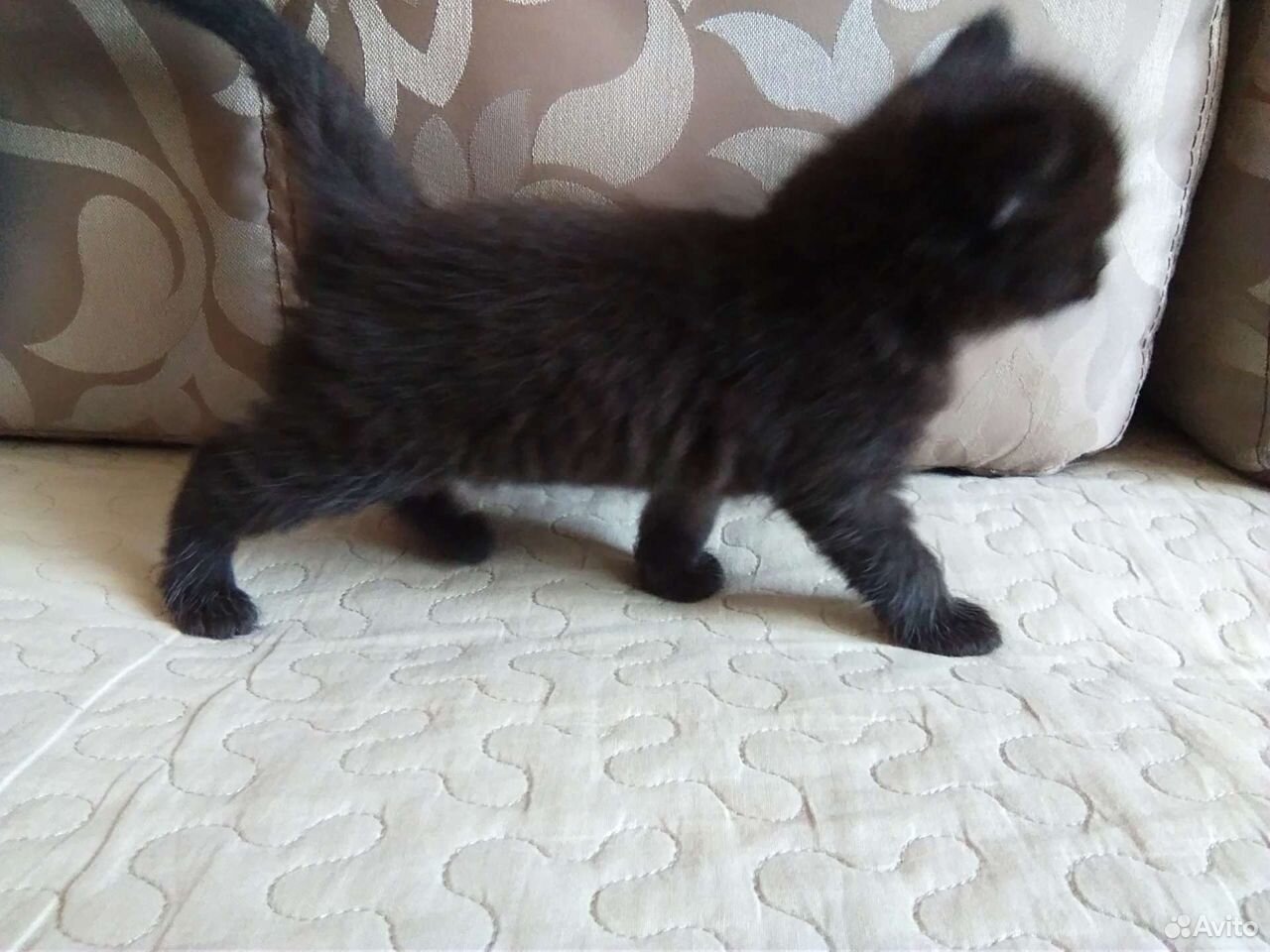 Подарим котейку