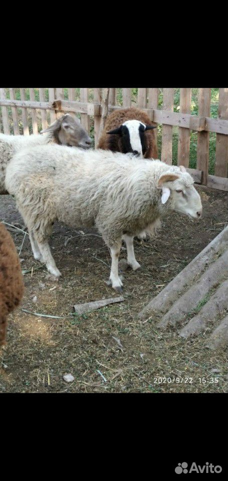 Баран на племя