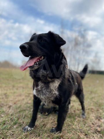 Собака Джек