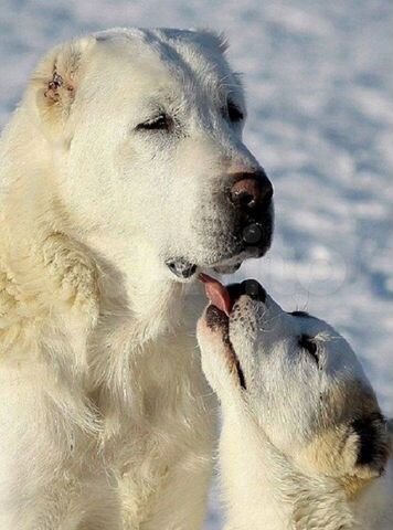 Собака алабай