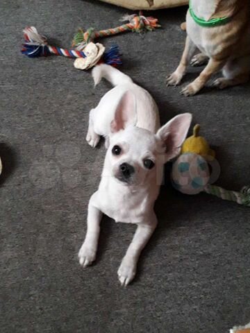 Белый мальчишечка подросток чихуахуа