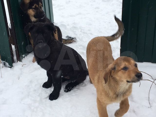 Собака, метисы, 3,5 мес