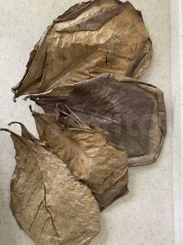 Листья индийскогo миндaля для аквариума