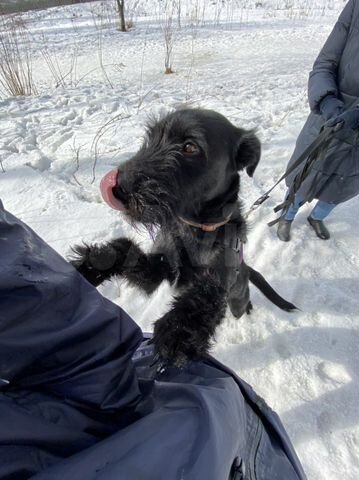 Идеальноя собака ищет дом