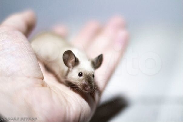 Мышь декоративная сиамская