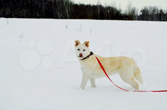 Даша ищет дом