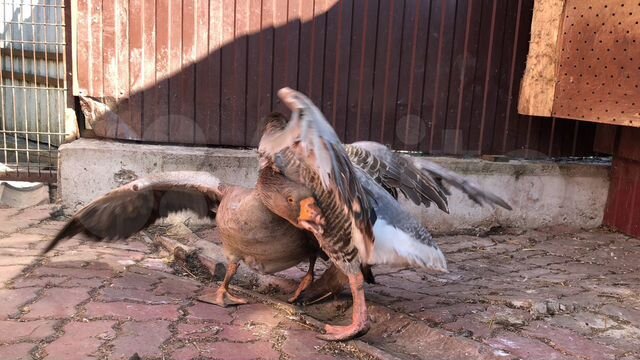 Тульские гуси