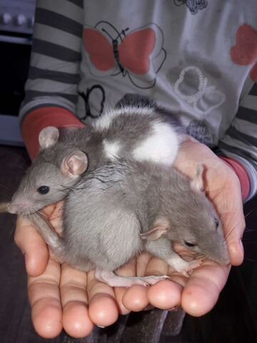 Крысята дамбо