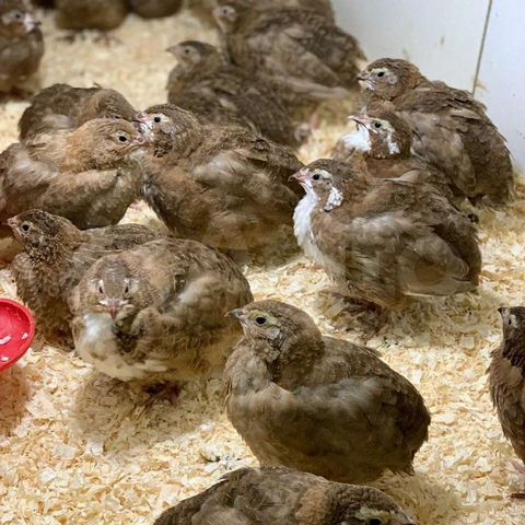 Селадон перепела