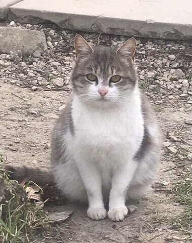 Кошка Нюша ищет дом