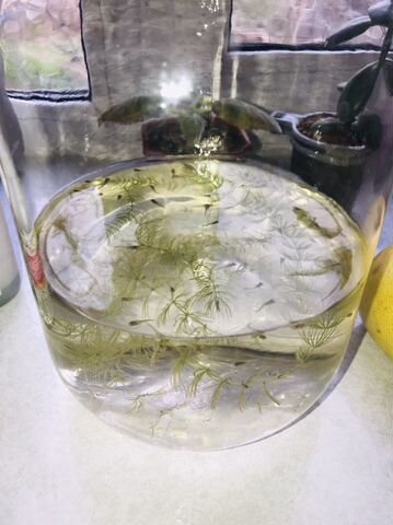 Аквариумные рыбки гуппи