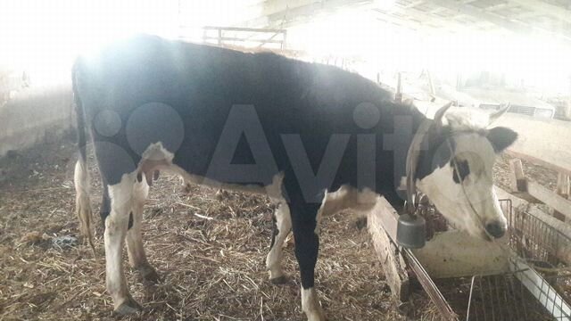 Корова молочная