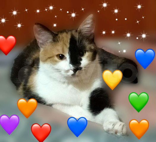 Кошка Пеструшка ищет дом