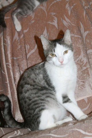 Кот в добрые руки