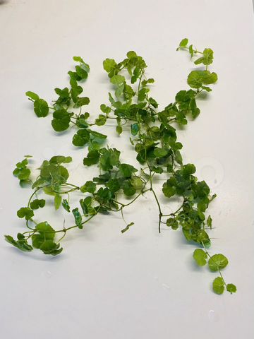 Аквариумное растение Гидрокатила