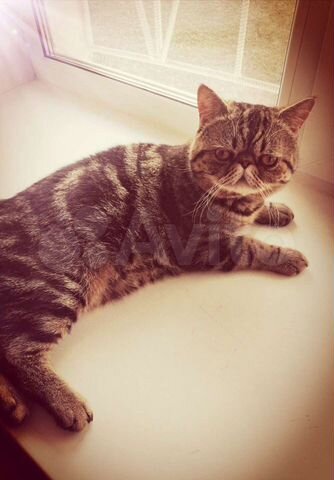 Экзот, вязка