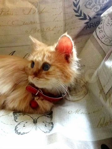 Красивый пушистик ищет дом