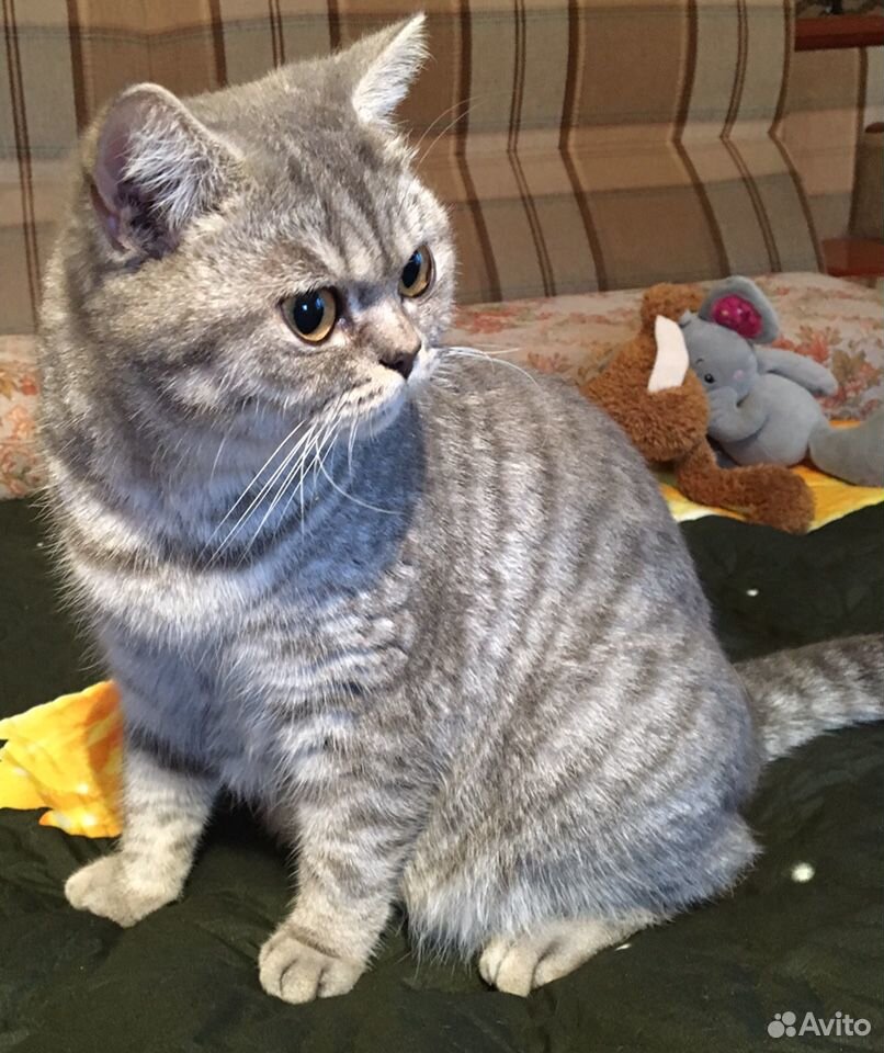 Котята Страйт плюс Шатландская
