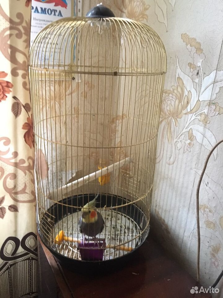 Клетка