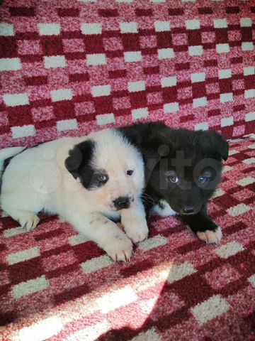 Отдам щенков в хорошие руки, родились 16 февраля