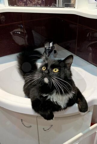 Кот для вязки