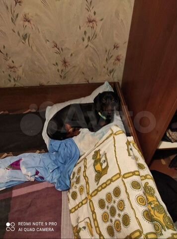 Кобель для взяки