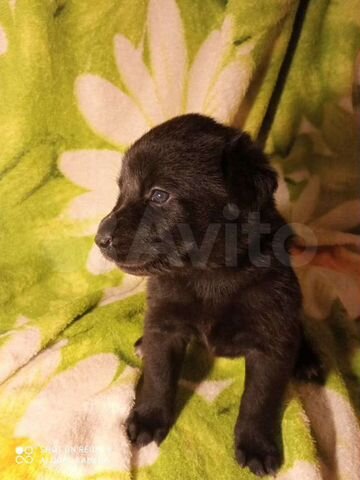 Бобик в дар