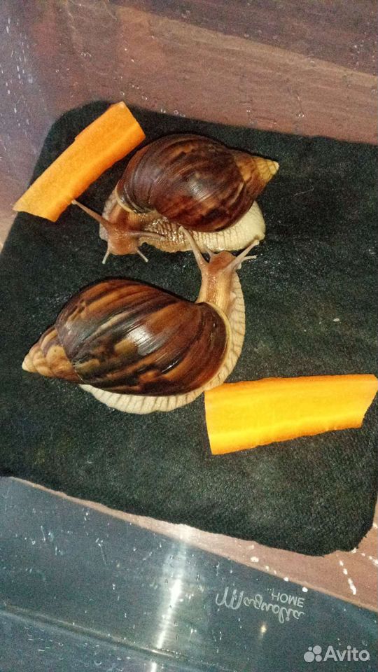 Улитки ахатины