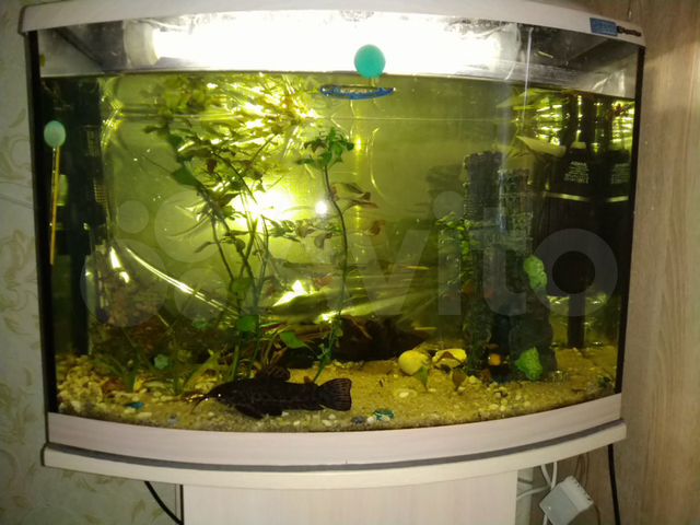 Аквариум 60 л с рыбками и тумбой