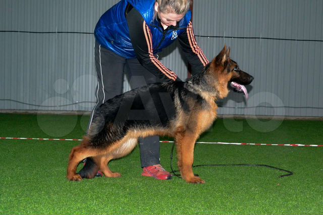 Щенок немецкой овчарки, 6 месяцев, РКФ